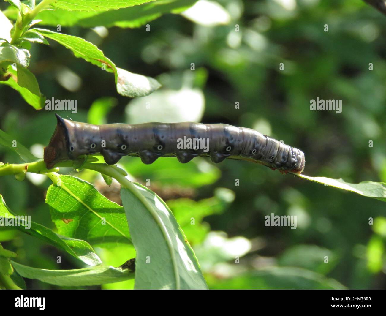 Sphinx Moths (Sphingidae Stock Photo - Alamy