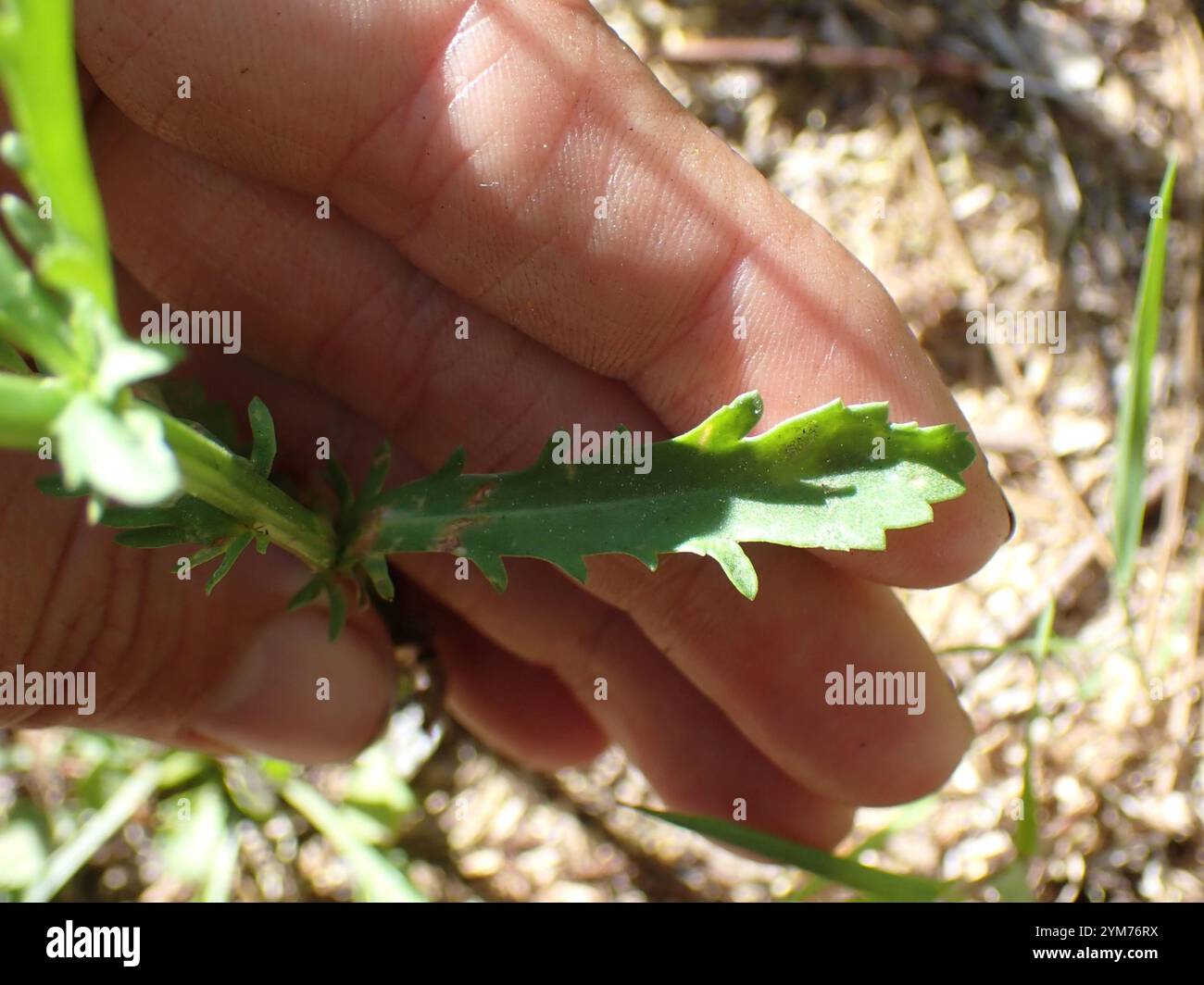 Chamomiles, yarrows, and allies (Anthemideae Stock Photo - Alamy