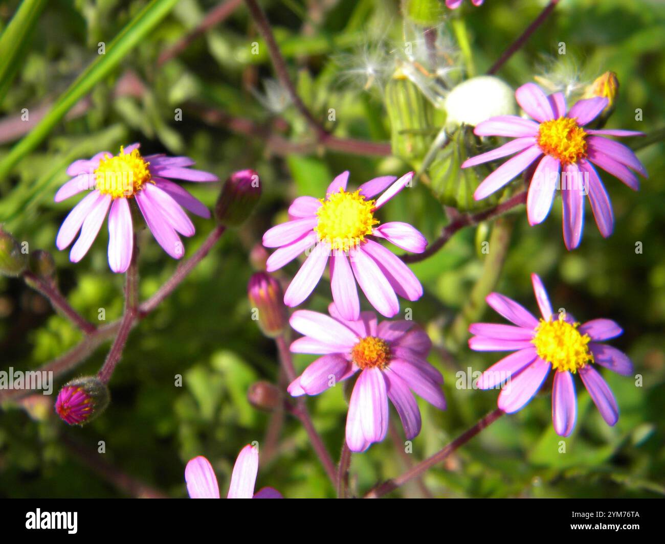 Senecio arenarius hi-res stock photography and images - Alamy