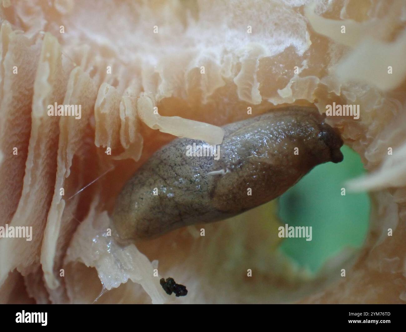 Taildropper slugs hi-res stock photography and images - Alamy