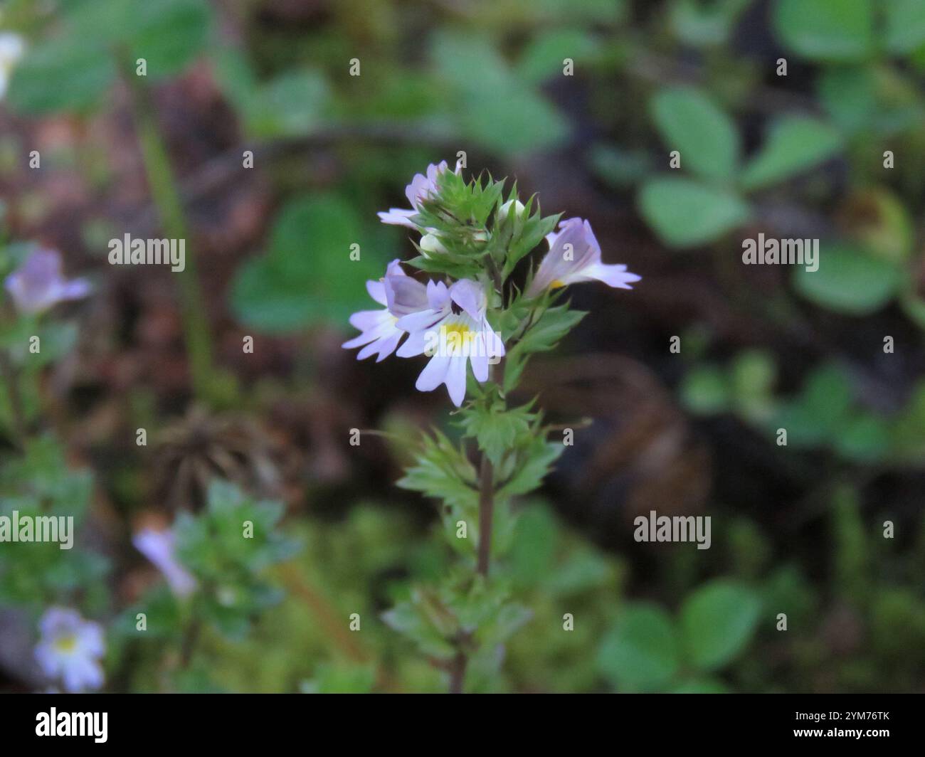 Common Eyebright (Euphrasia nemorosa Stock Photo - Alamy