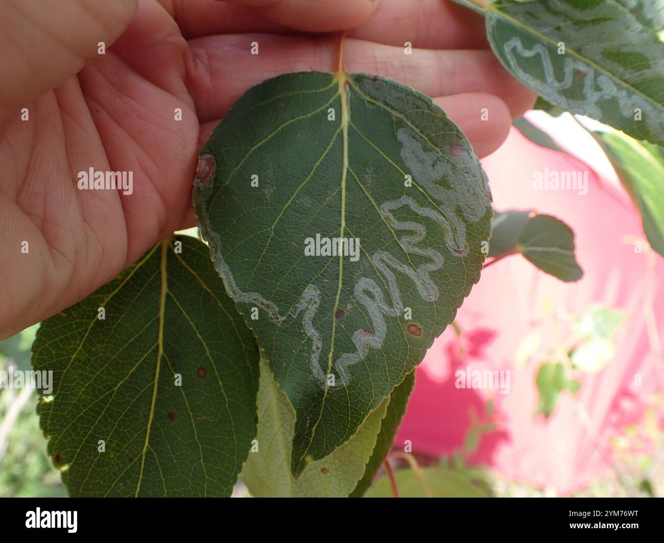 Aspen Serpentine Leafminer Moth (Phyllocnistis populiella Stock Photo ...