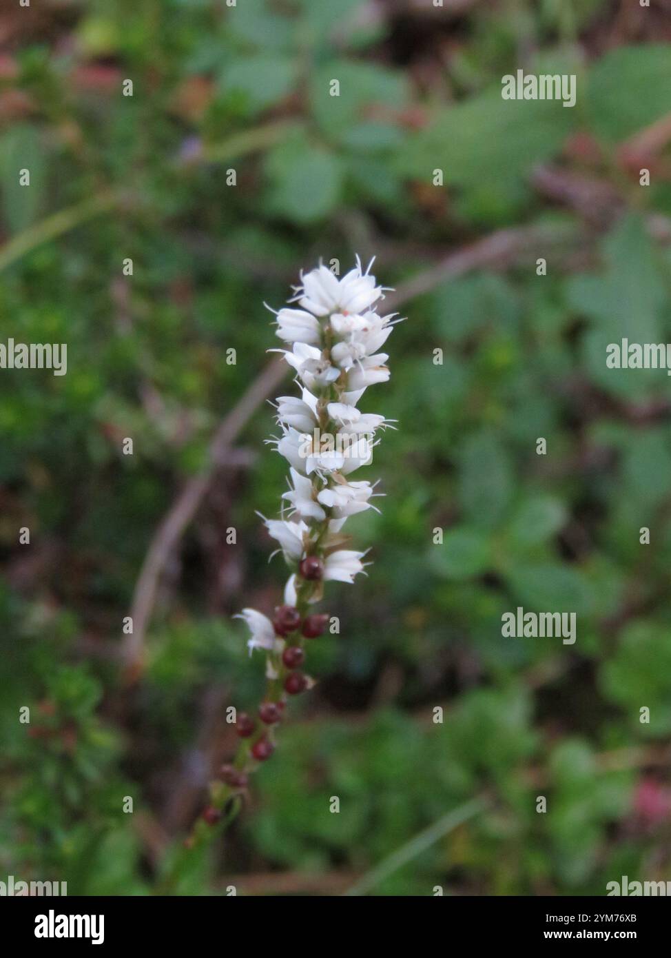 alpine bistort (Bistorta vivipara Stock Photo - Alamy
