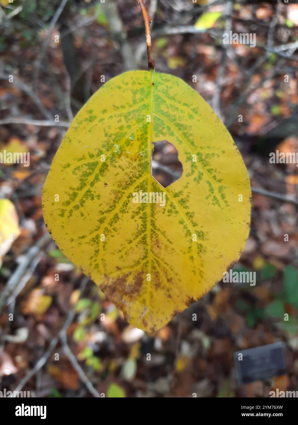 eastern leatherwood (Dirca palustris Stock Photo - Alamy