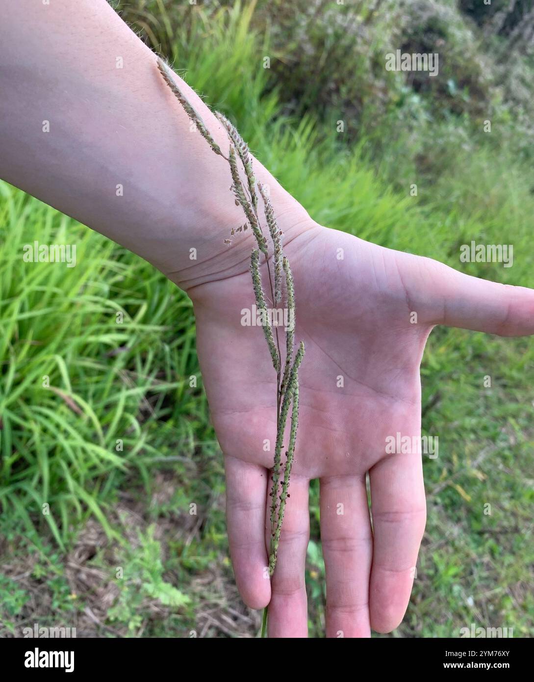 Vasey Grass (Paspalum urvillei Stock Photo - Alamy