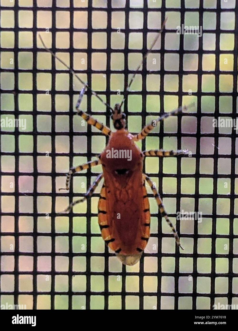 Orange Assassin Bug (Pselliopus barberi Stock Photo - Alamy