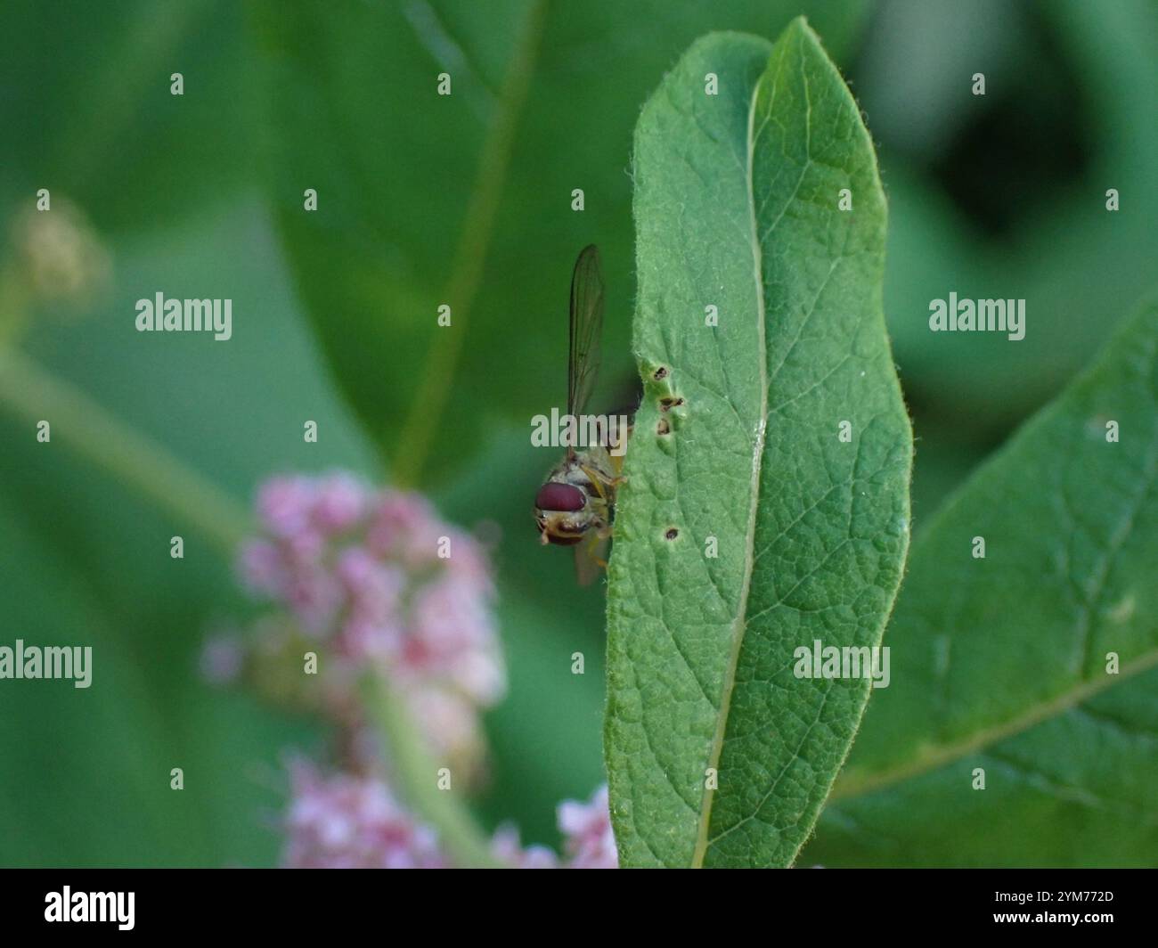 Meliscaeva cinctella hi-res stock photography and images - Alamy
