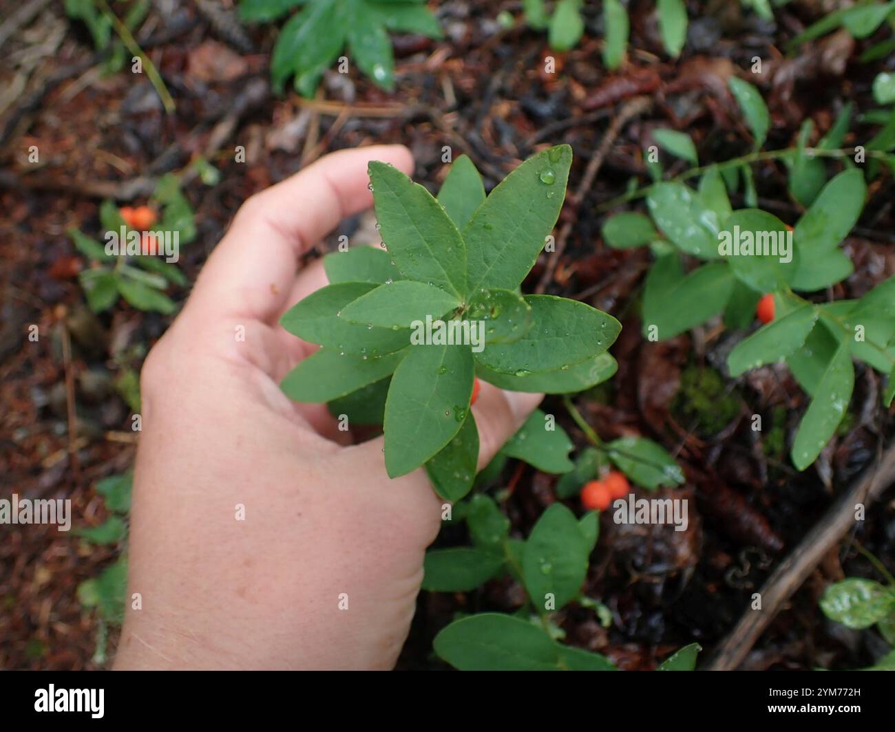 Northern Comandra (Geocaulon lividum Stock Photo - Alamy