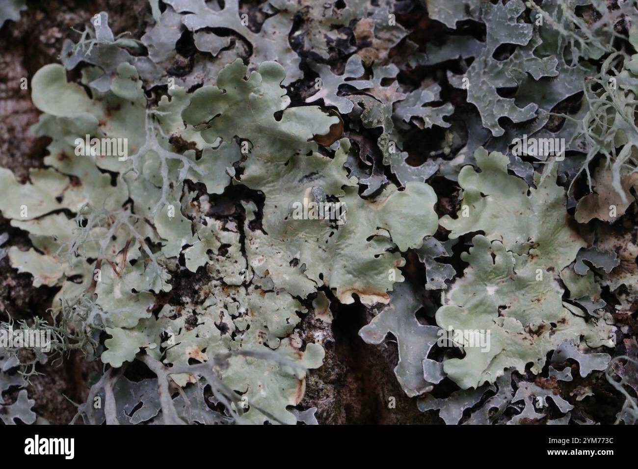 Ruffle Lichens (Parmotrema Stock Photo - Alamy