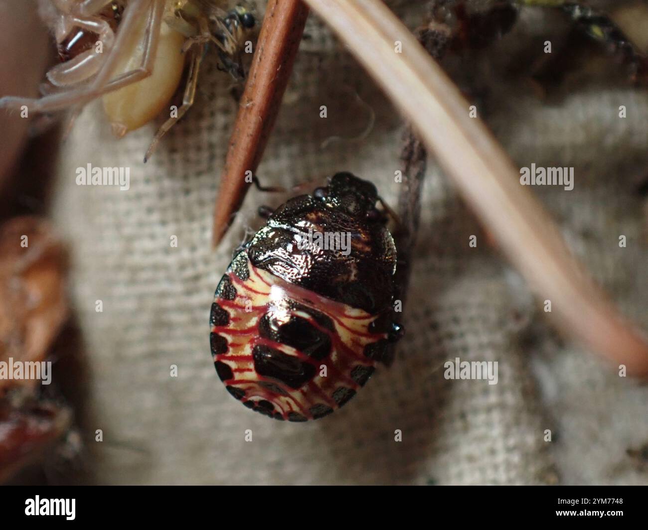 Stink Bugs, Shield Bugs, and Allies (Pentatomoidea Stock Photo - Alamy