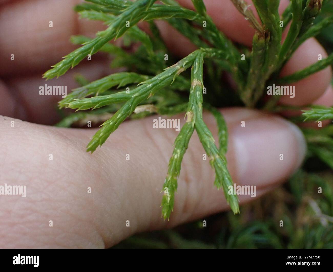 northern ground-cedar (Diphasiastrum complanatum Stock Photo - Alamy