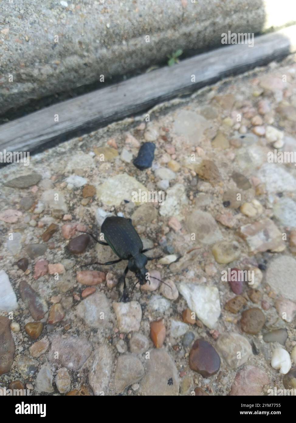 Black Caterpillar Hunter (Calosoma sayi Stock Photo - Alamy