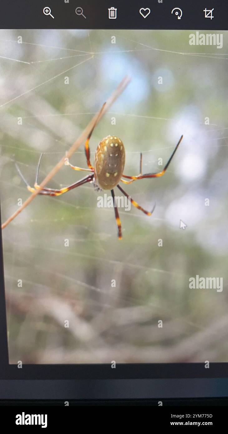 Tiger Spider (Trichonephila plumipes Stock Photo - Alamy
