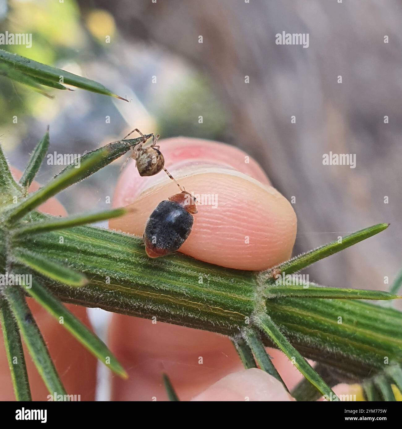 Mealybug Destroyer (Cryptolaemus montrouzieri Stock Photo - Alamy