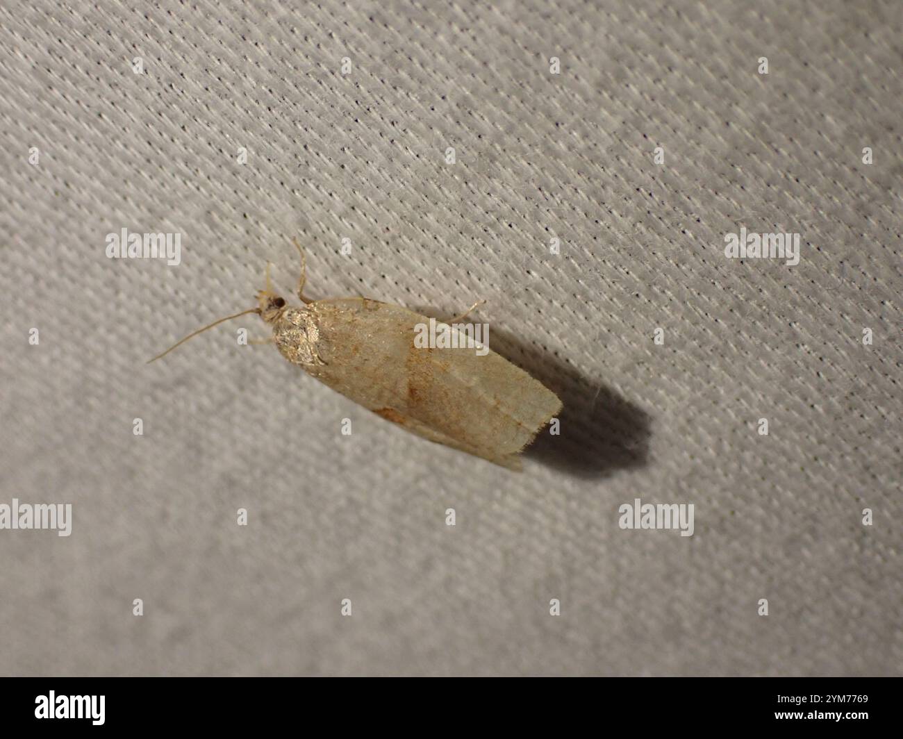 Tortricid Leafroller Moths (Tortricidae Stock Photo - Alamy