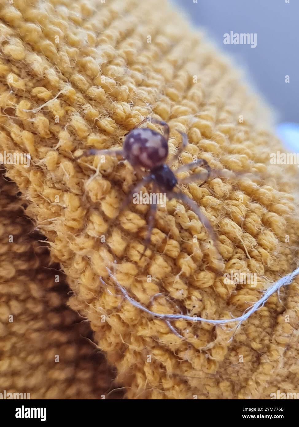 Triangulate Combfoot (Steatoda triangulosa Stock Photo - Alamy