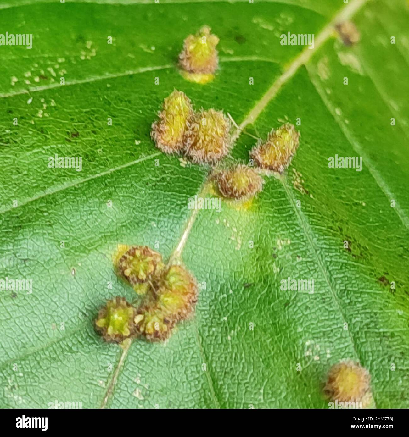 Hairy beech gall hi-res stock photography and images - Alamy