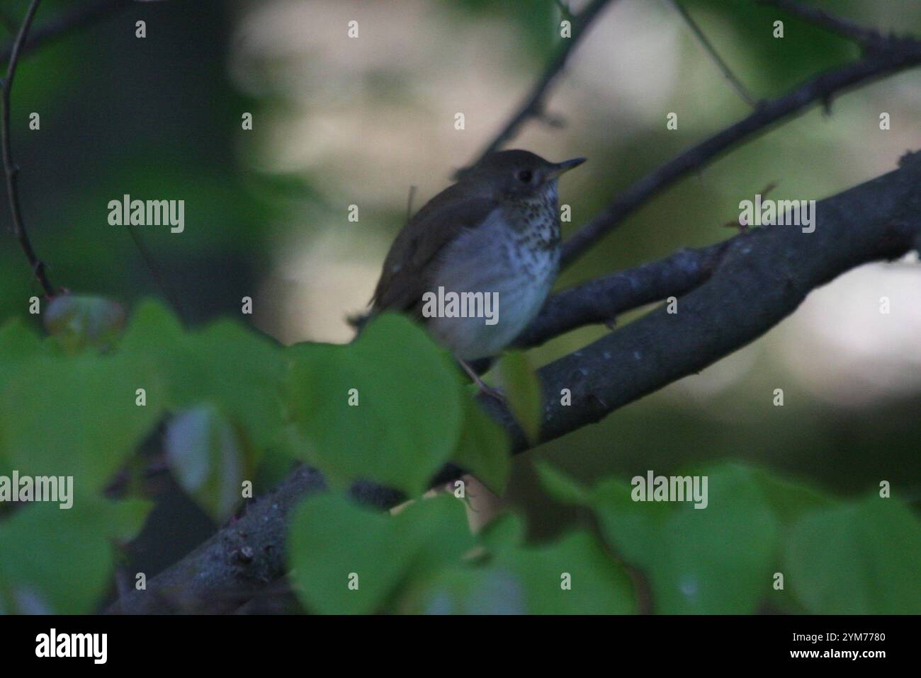 Gray-cheeked Thrush (Catharus minimus Stock Photo - Alamy