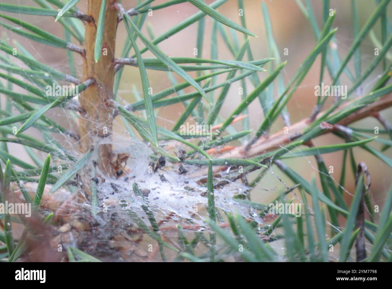 Typical Spiders (Araneomorphae Stock Photo - Alamy