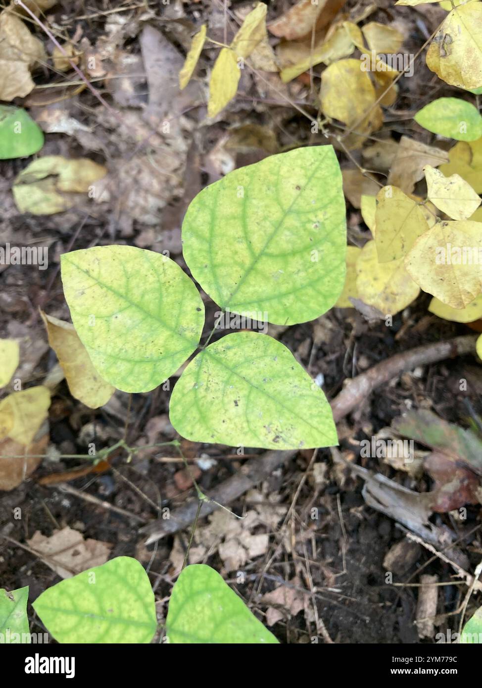 American hog-peanut (Amphicarpaea bracteata Stock Photo - Alamy