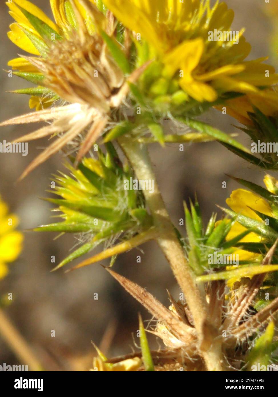Common Spikeweed (Centromadia pungens pungens Stock Photo - Alamy