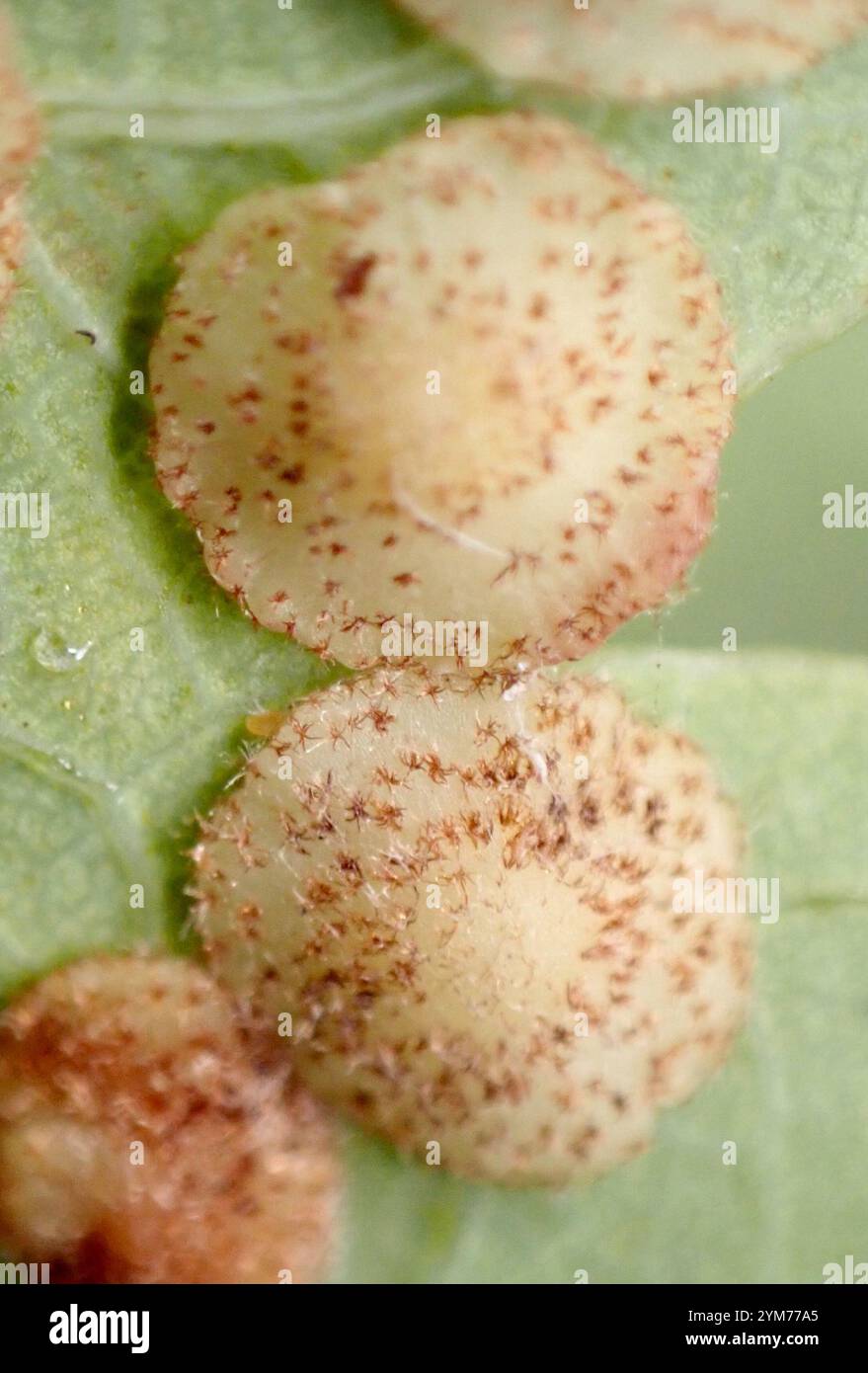 Common Spangle Gall Wasp (Neuroterus quercusbaccarum Stock Photo - Alamy