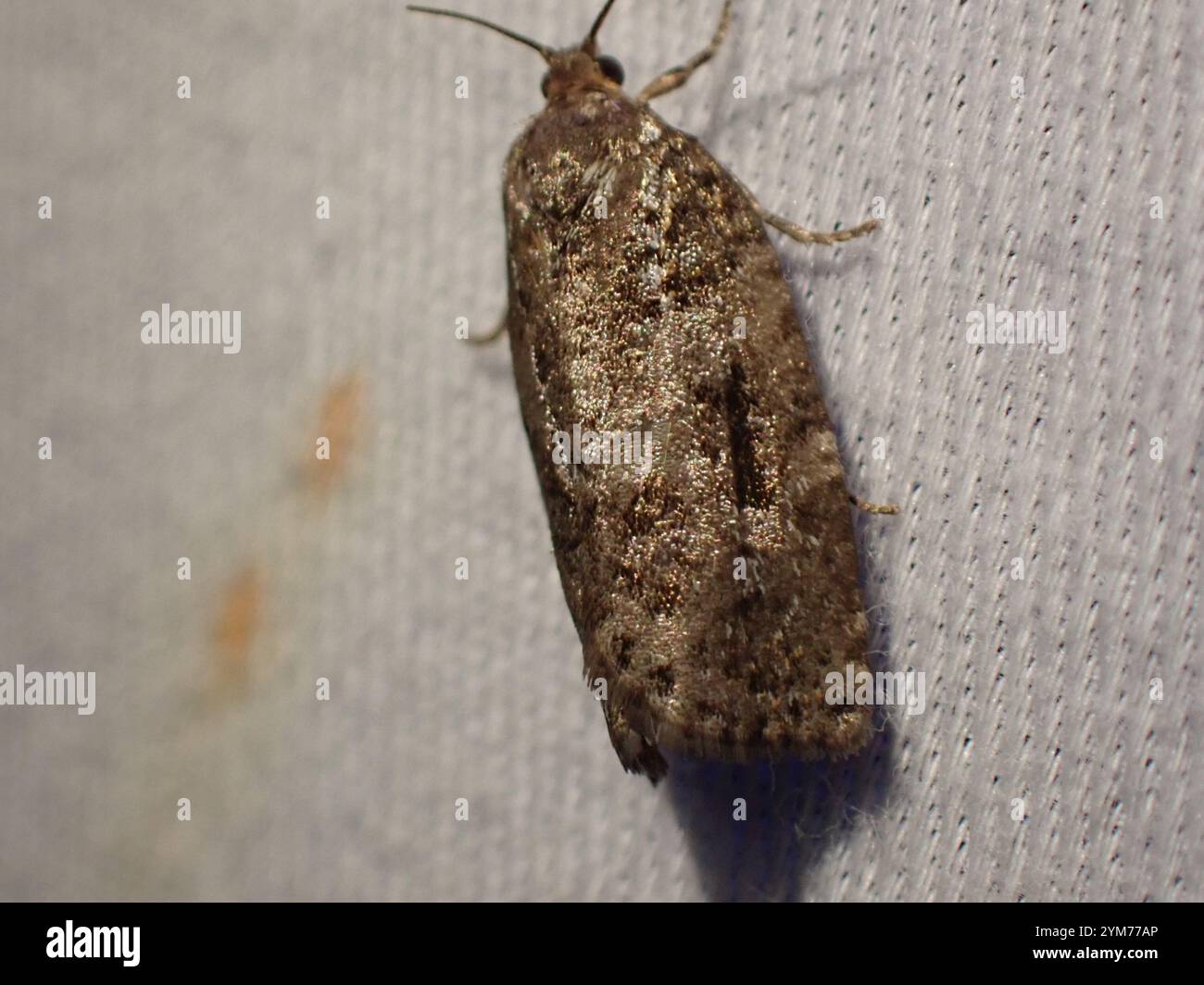 Spruce budworm hi-res stock photography and images - Alamy