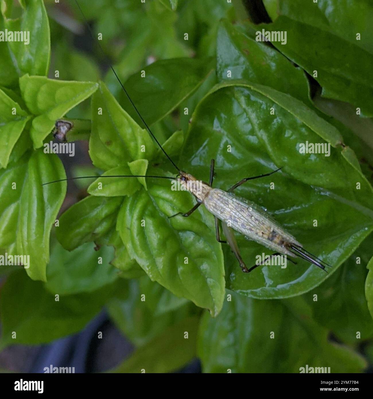 Black-horned Tree Cricket (Oecanthus nigricornis Stock Photo - Alamy