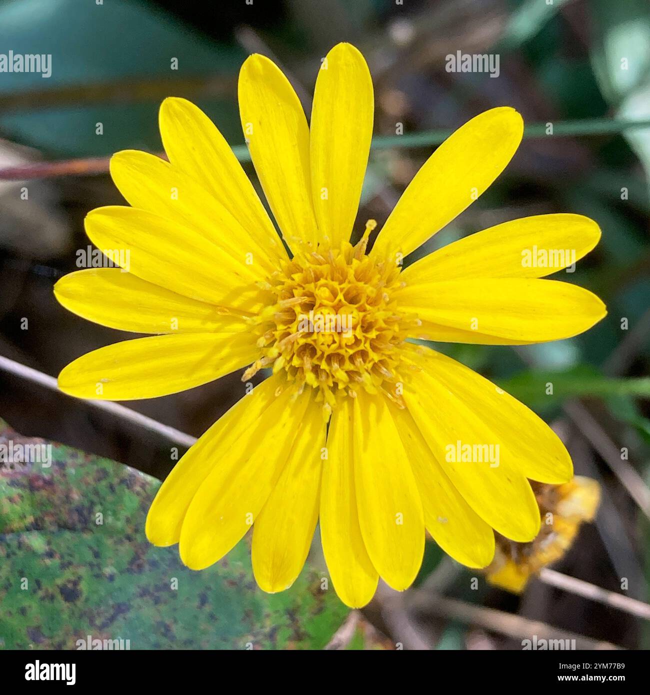 Maryland golden-aster (Chrysopsis mariana Stock Photo - Alamy