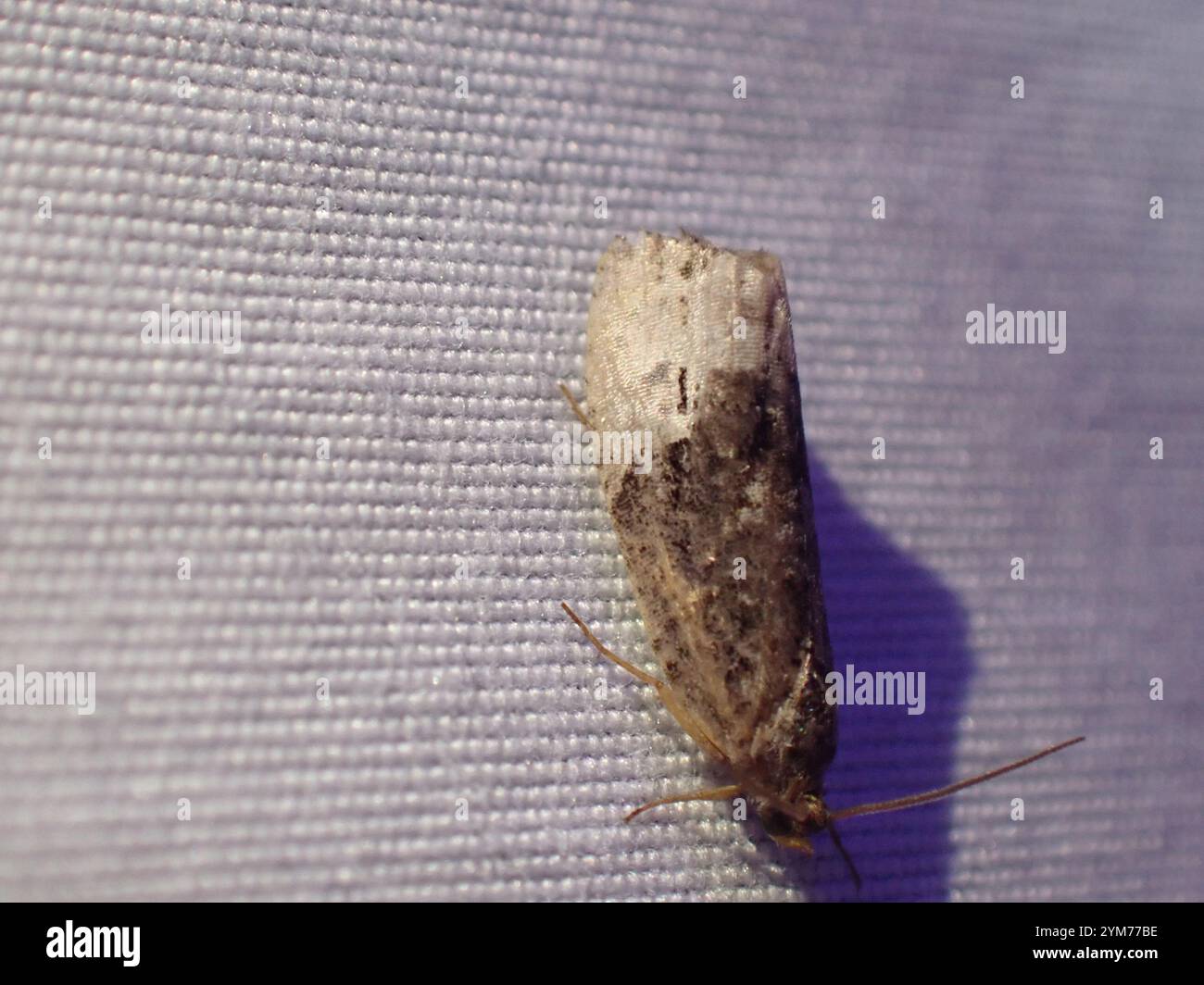 Tortricid Leafroller Moths (Tortricidae Stock Photo - Alamy