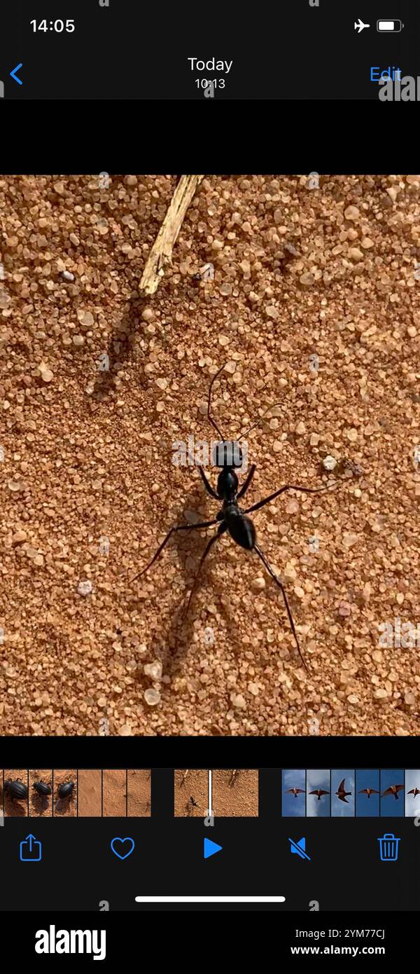 Sahara Ants and Allies (Cataglyphis Stock Photo - Alamy