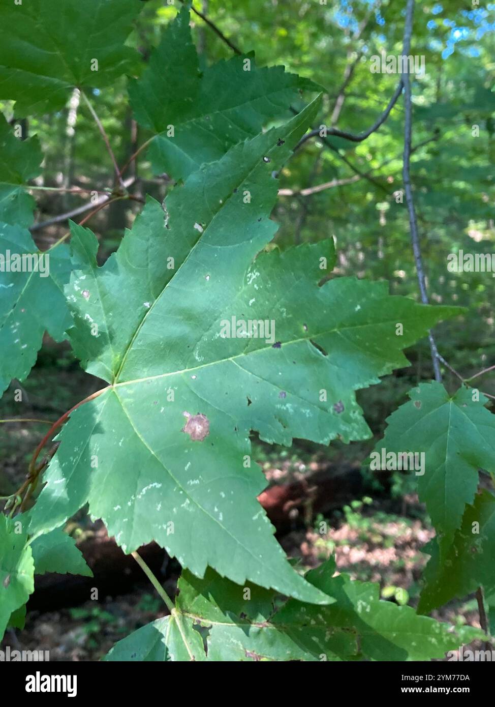 red maple (Acer rubrum Stock Photo - Alamy