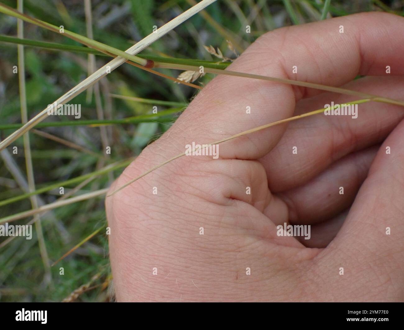 tufted hair grass (Deschampsia cespitosa Stock Photo - Alamy
