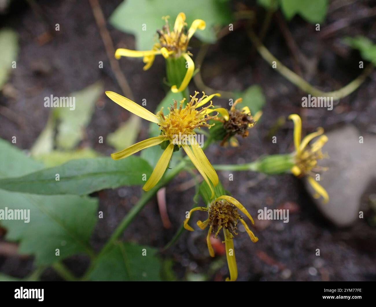 Arrowleaf Senecio (Senecio triangularis Stock Photo - Alamy