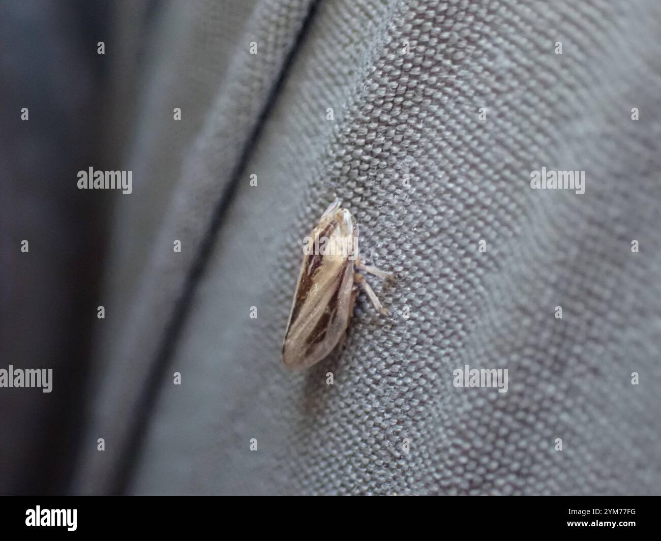 Meadow Spittlebug (Philaenus spumarius Stock Photo - Alamy