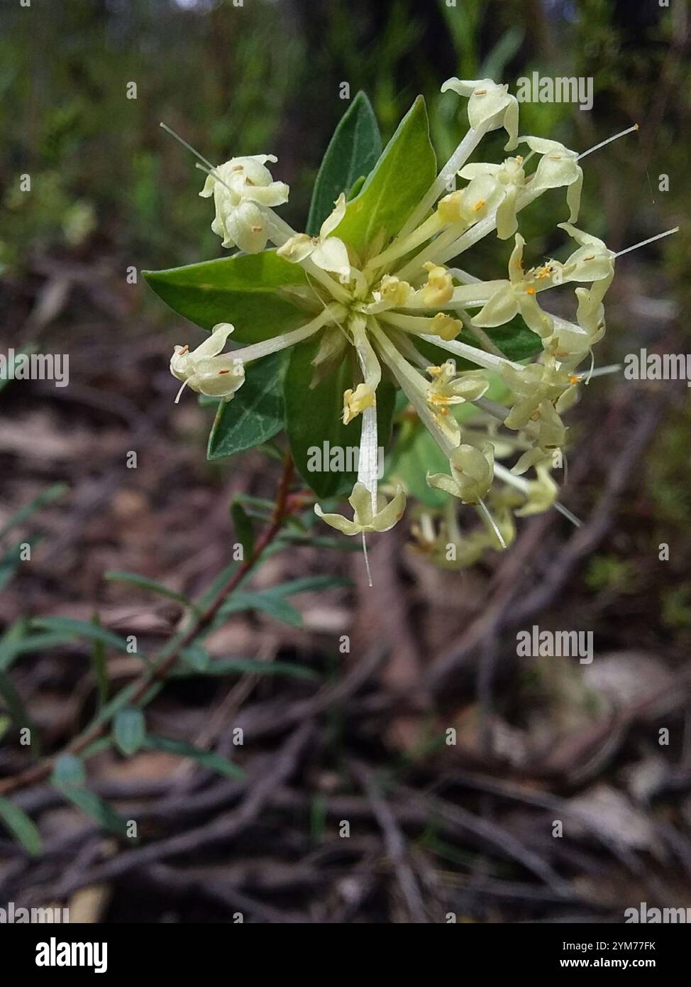 Queen of the Bush (Pimelea linifolia Stock Photo - Alamy