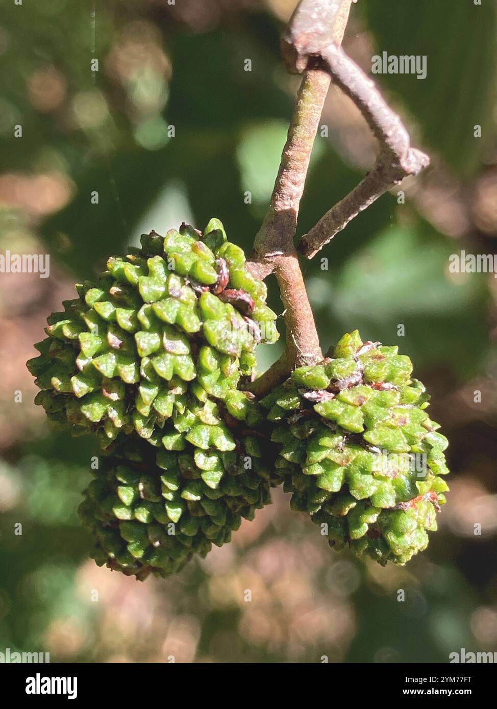 smooth alder (Alnus serrulata Stock Photo - Alamy