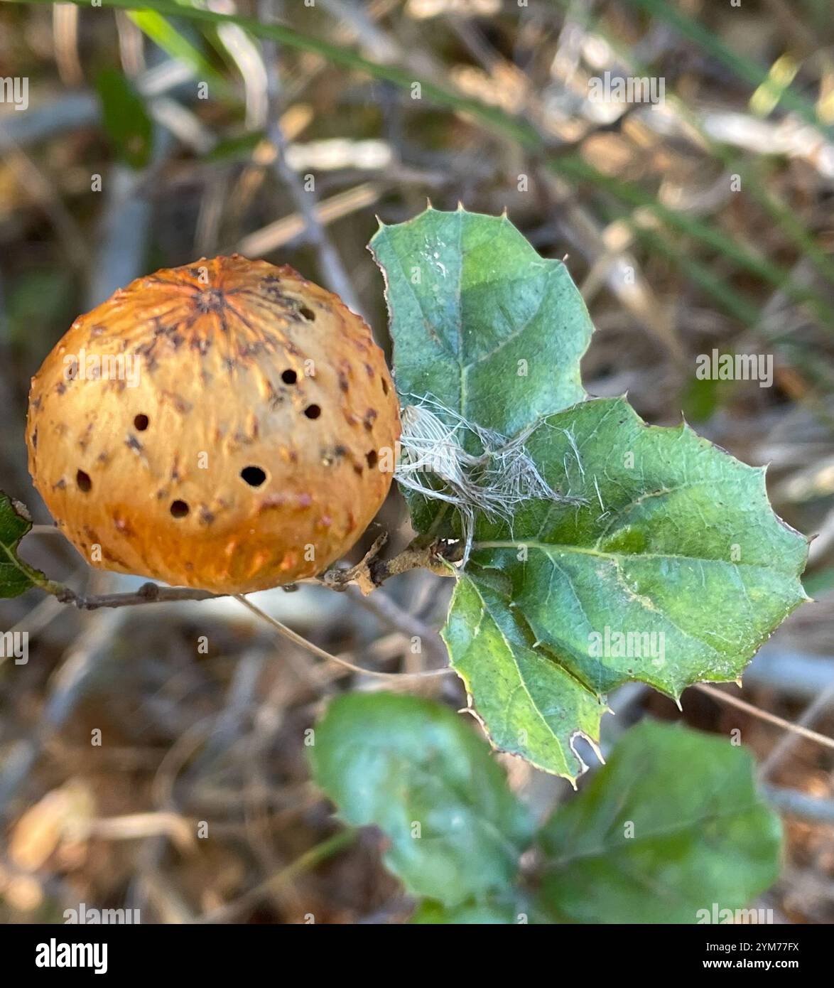 Live Oak Apple Gall Wasp (Amphibolips quercuspomiformis Stock Photo - Alamy