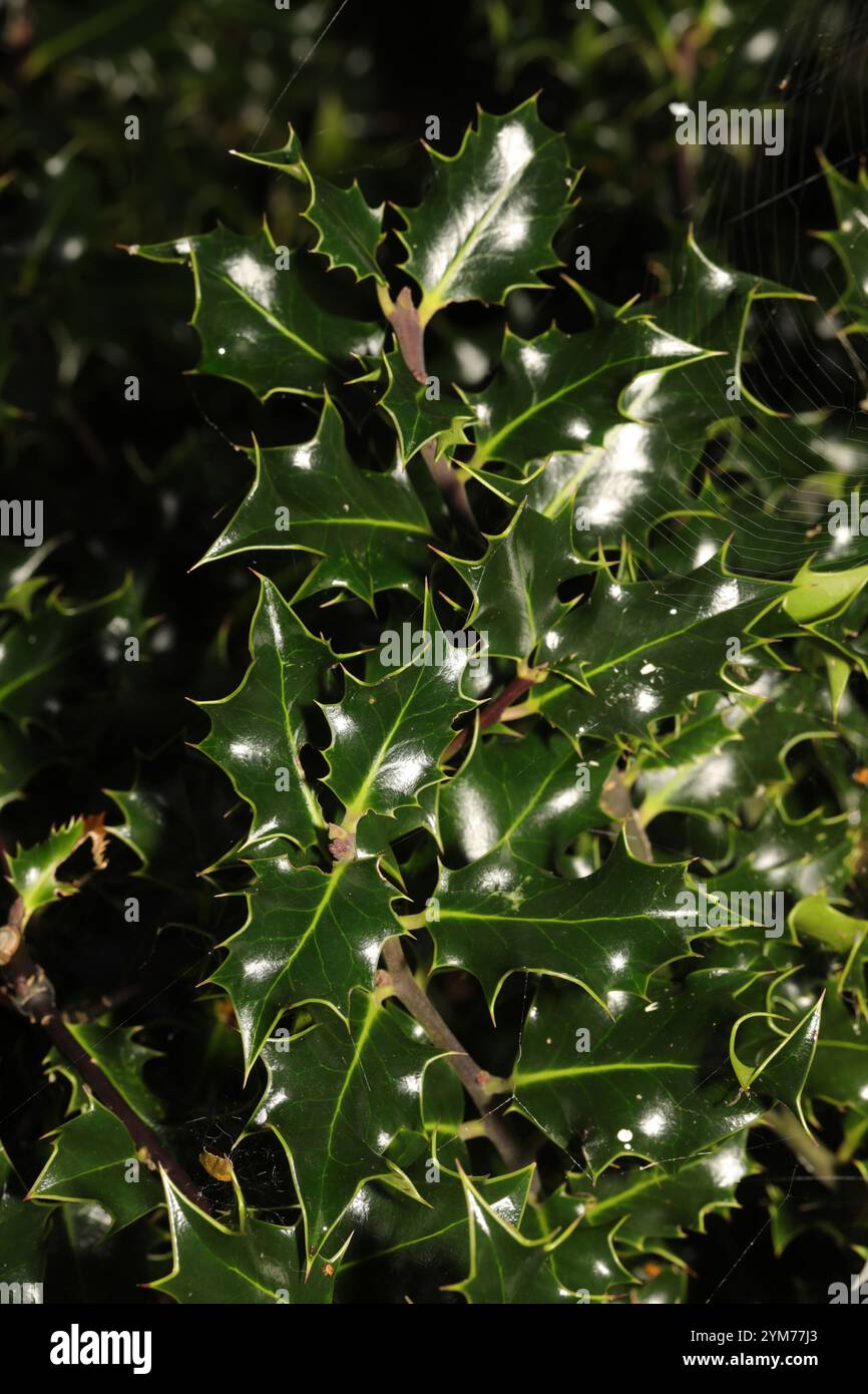 European holly (Ilex aquifolium Stock Photo - Alamy