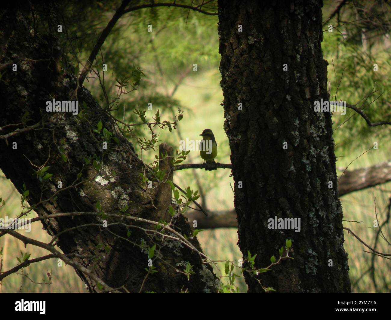 Yellow-browed Tyrant (Satrapa icterophrys Stock Photo - Alamy