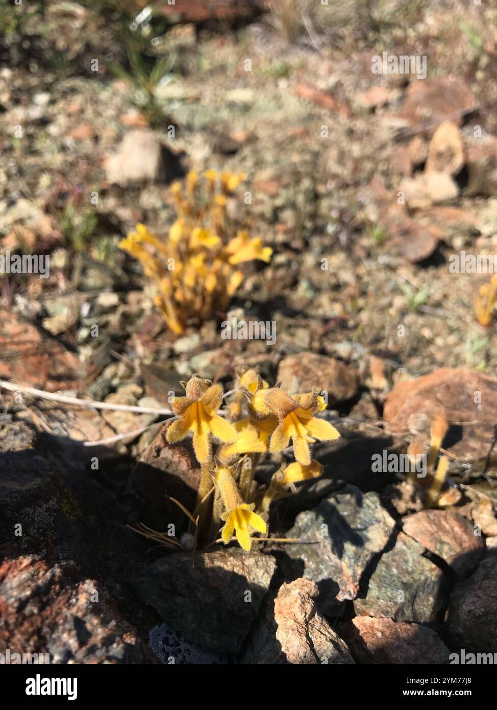 yellow clustered broomrape (Aphyllon franciscanum Stock Photo - Alamy