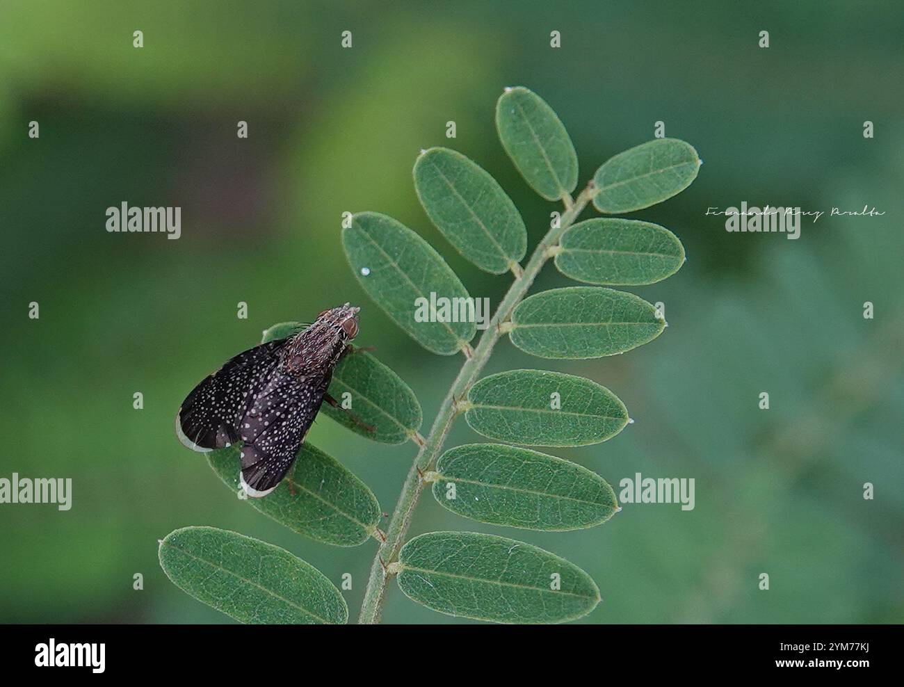 Eutreta hi-res stock photography and images - Alamy