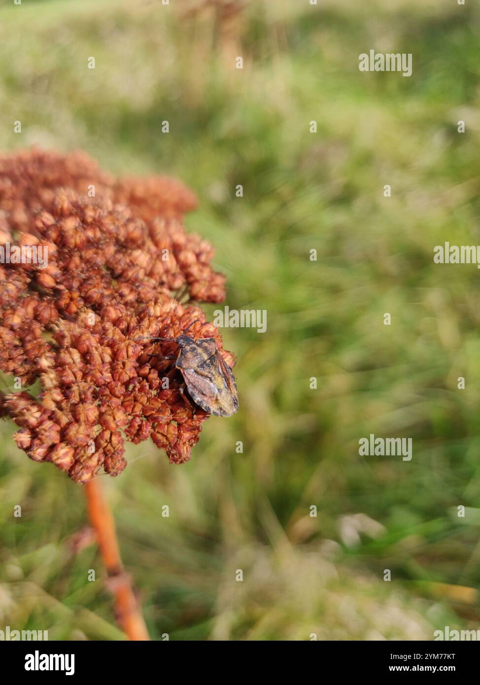 Black-shouldered Shieldbug (Carpocoris purpureipennis Stock Photo - Alamy
