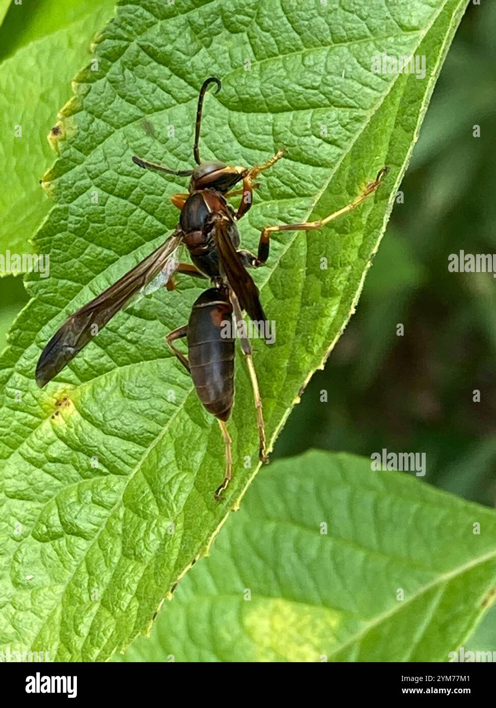 Northern Paper Wasp (Polistes fuscatus Stock Photo - Alamy