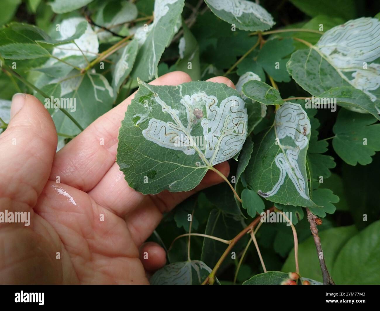 Aspen Serpentine Leafminer Moth (Phyllocnistis populiella Stock Photo ...