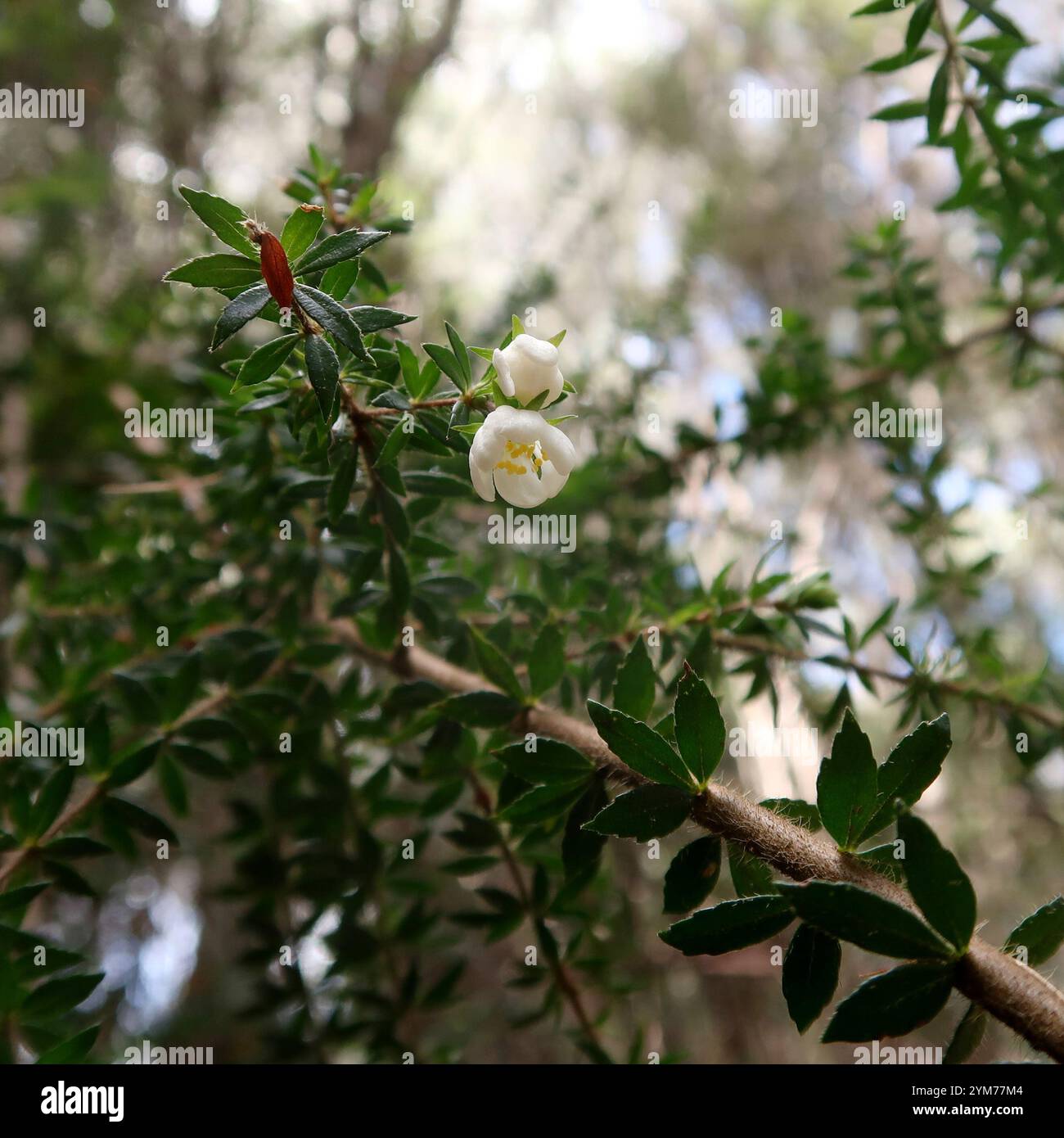 River Rose (Bauera rubioides Stock Photo - Alamy