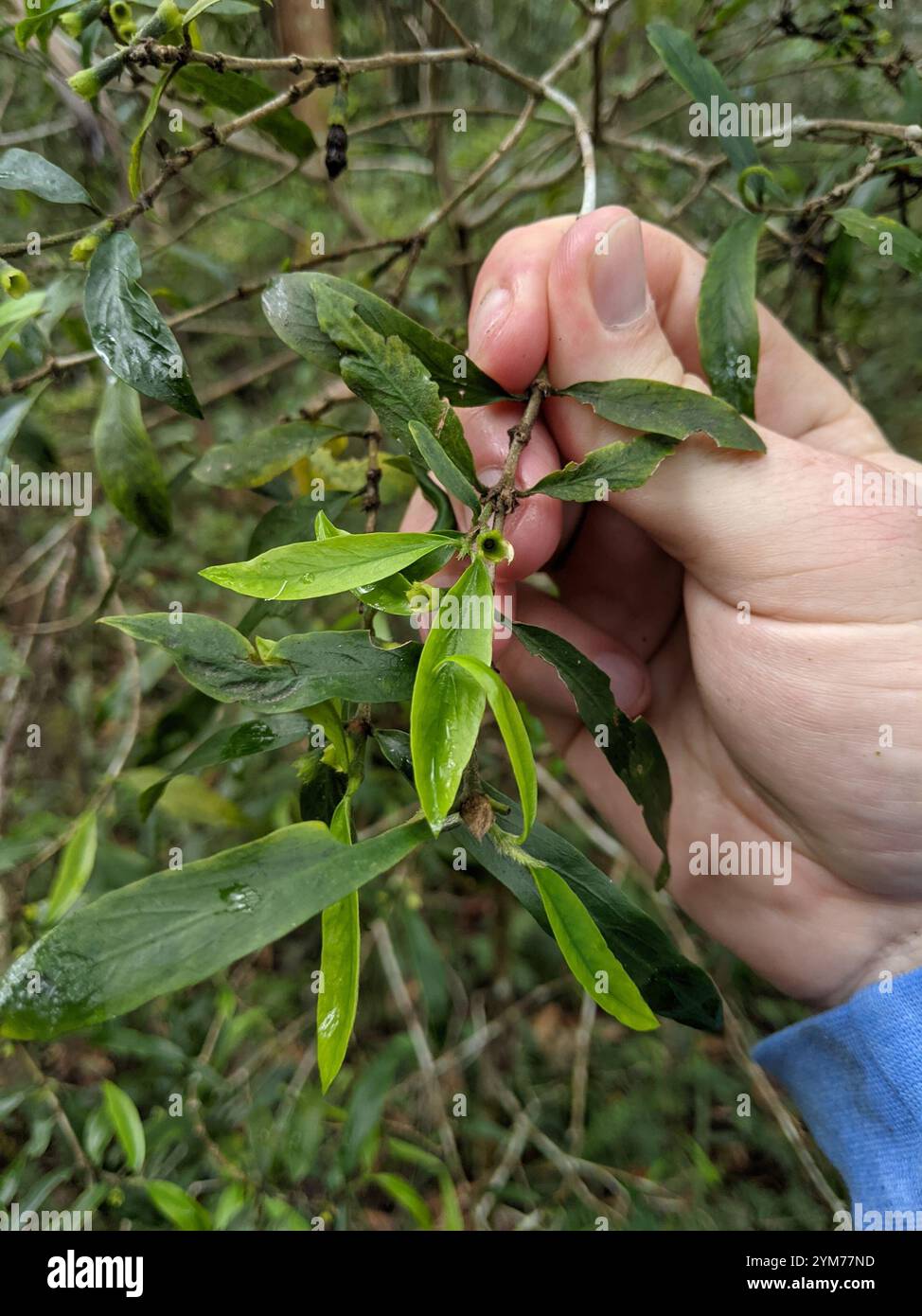 Atractocarpus hi-res stock photography and images - Alamy