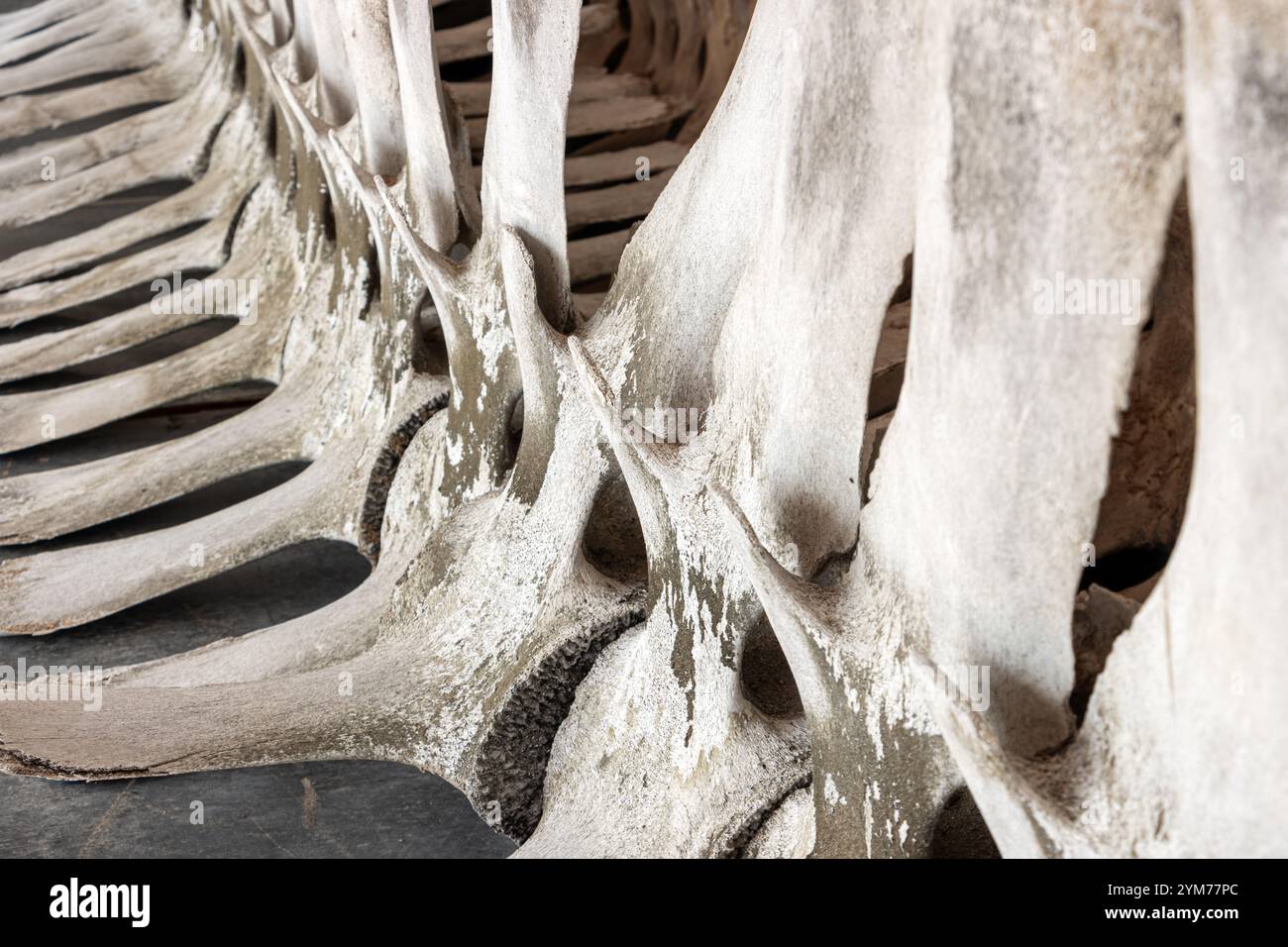 Whale vertebrae whale bone hi-res stock photography and images - Alamy