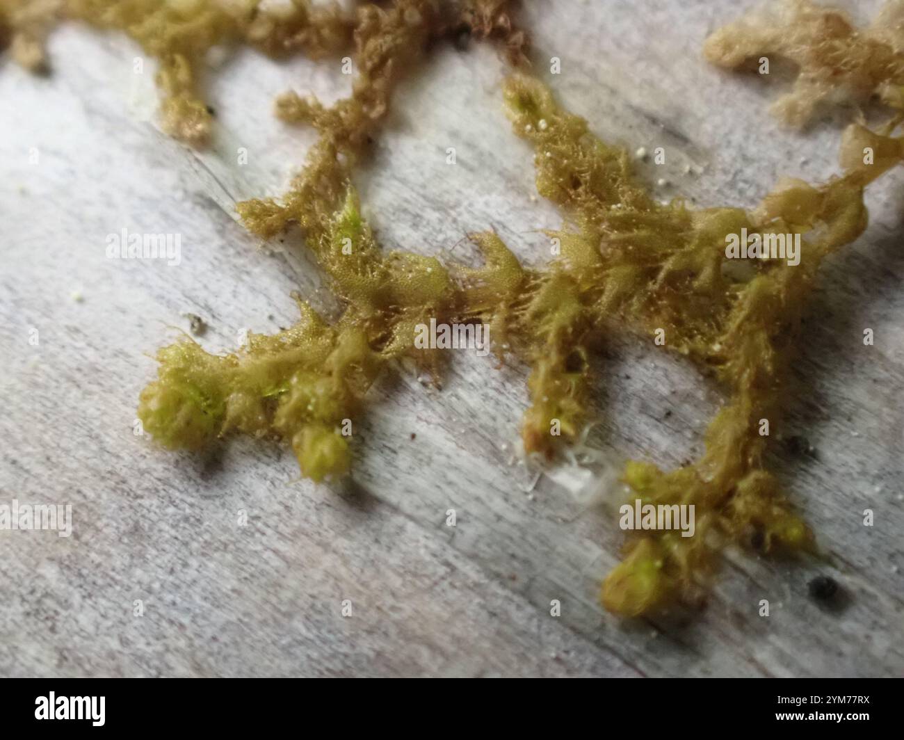 Tree Fringewort (Ptilidium pulcherrimum Stock Photo - Alamy
