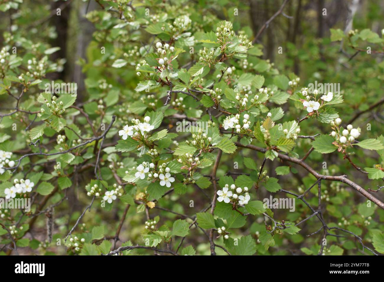 Glabrous-fruit Fireberry Hawthorn (Crataegus chrysocarpa phoeniceoides ...